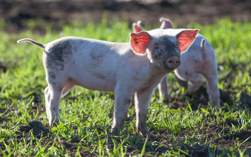 Art of controlling and eliminating swine diseases in field using ...