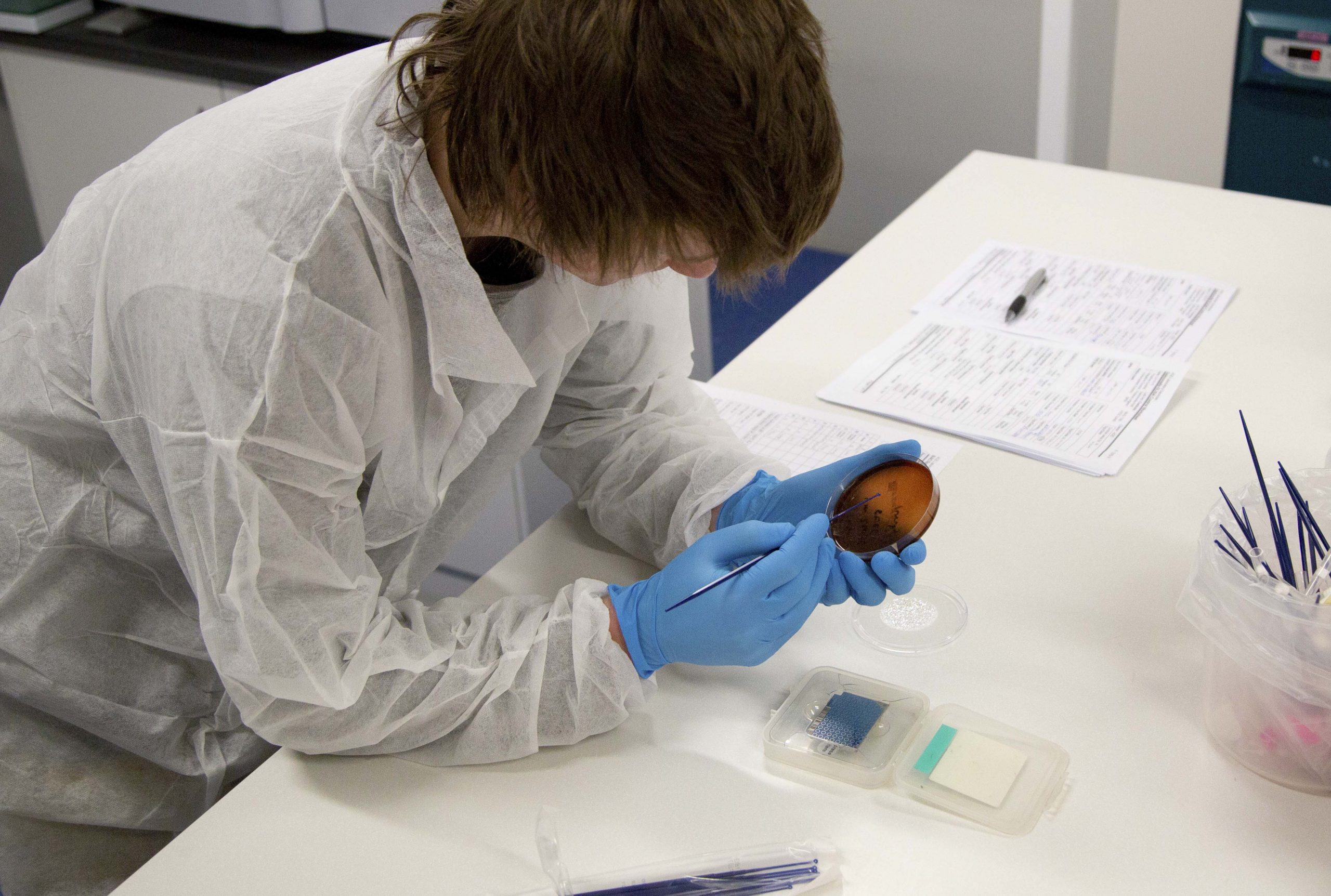 A multiplex molecular assay for Glaesserella australis - ProSwine