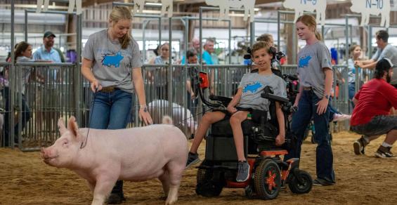 'Breaking Boundaries' offers show-pig experience to disabled youth ...