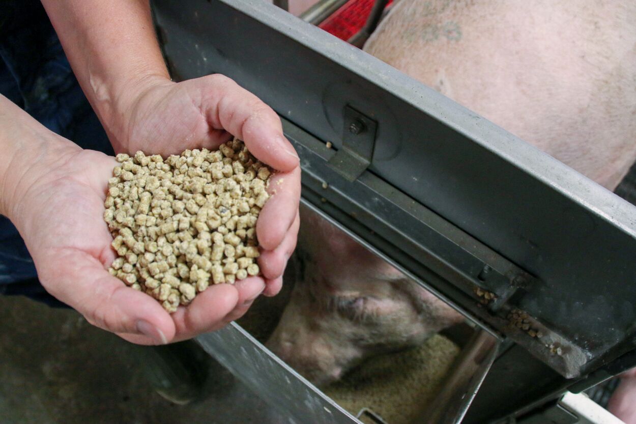 Optimizing nitrogen utilization for sustainable pork production - ProSwine