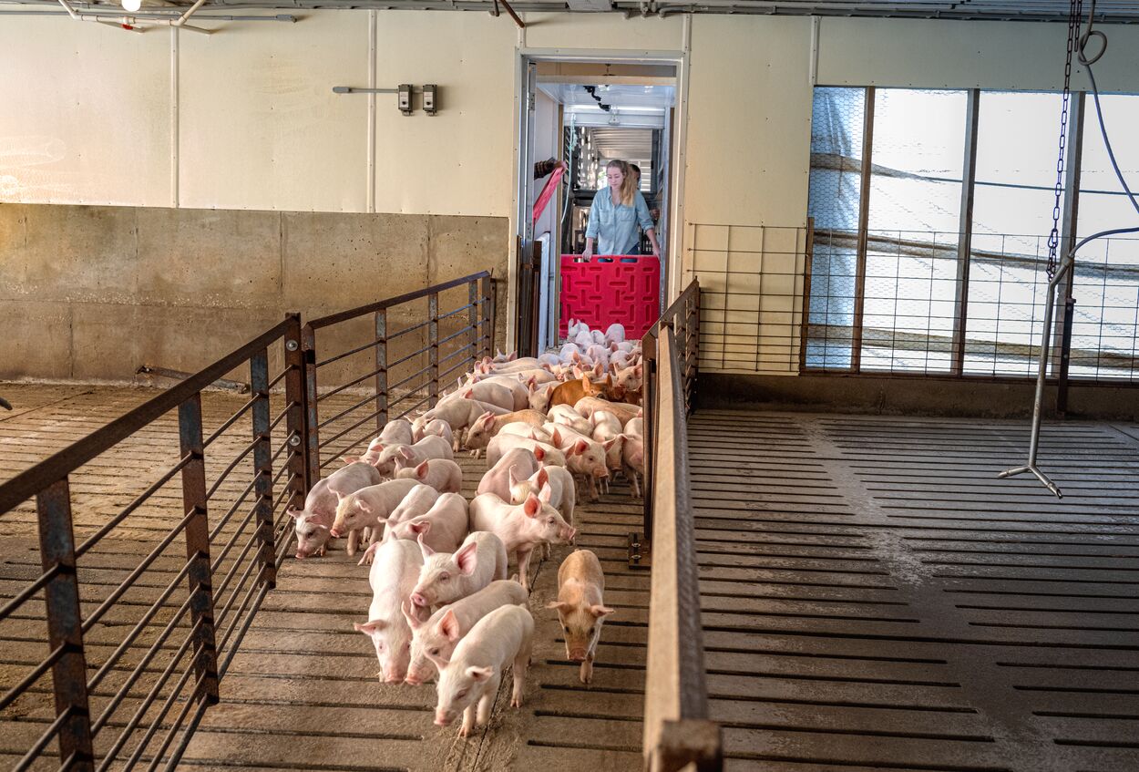 Sustainability in large-scale pig production - ProSwine
