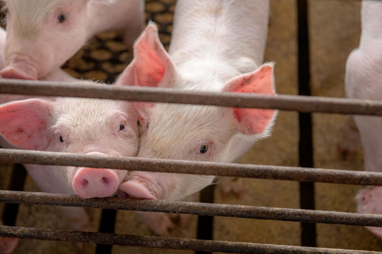 2023 Real Pork Scholars kick off two-year program - ProSwine