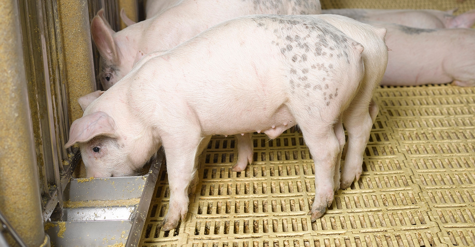 Diet ABC-4 influences nursery pig performance, fecal dry matter - ProSwine