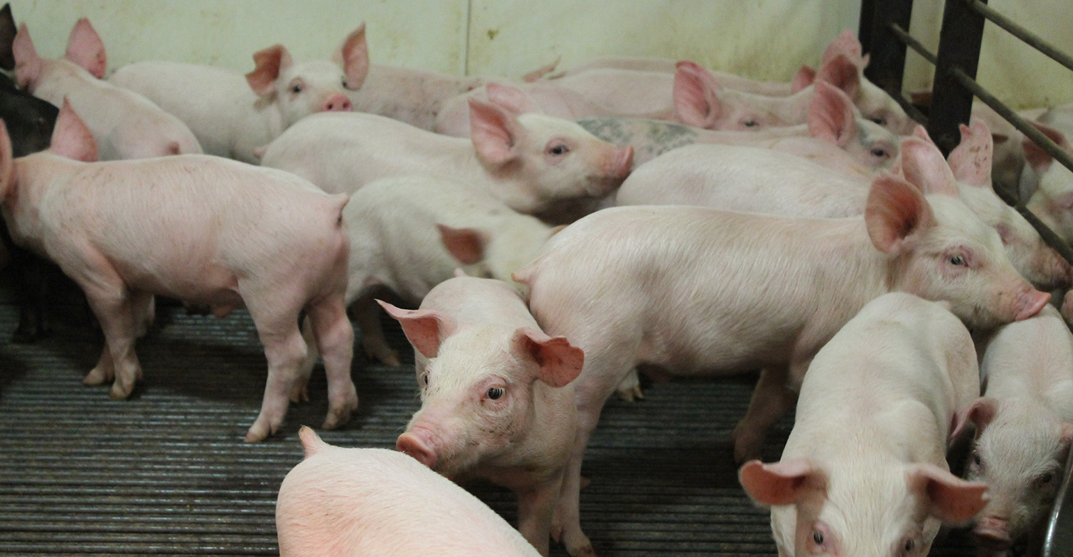 Post-weaning diarrhea caused by hemolytic E. coli - ProSwine