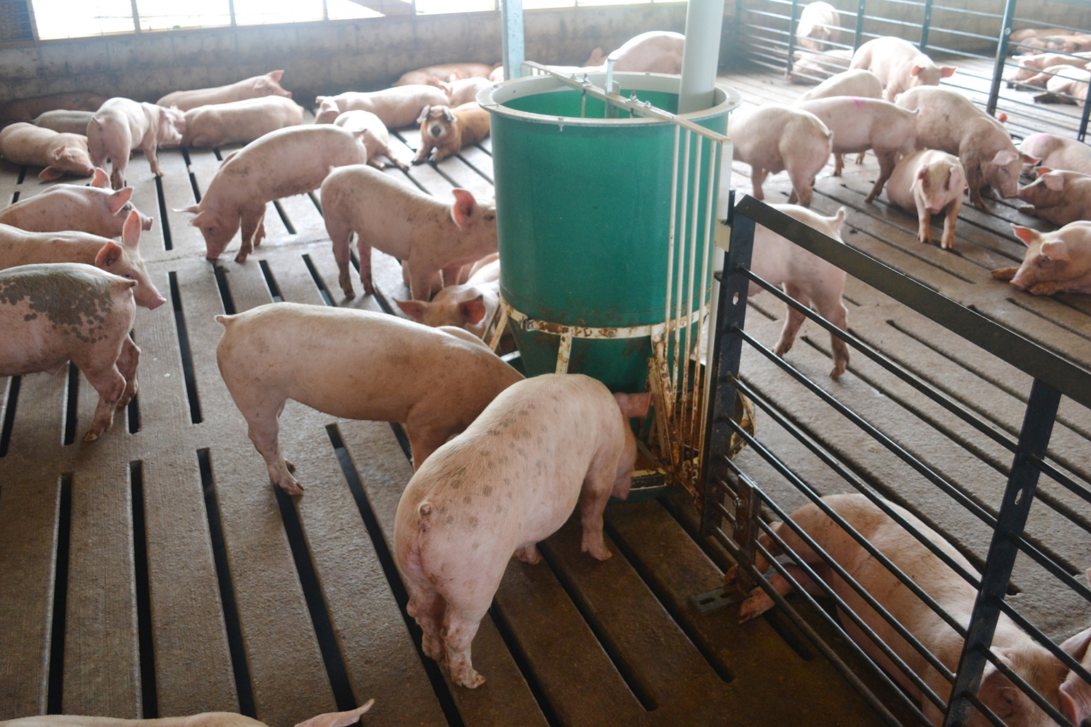 Evaluating over feeding soybean meal in grow-finish pigs - ProSwine