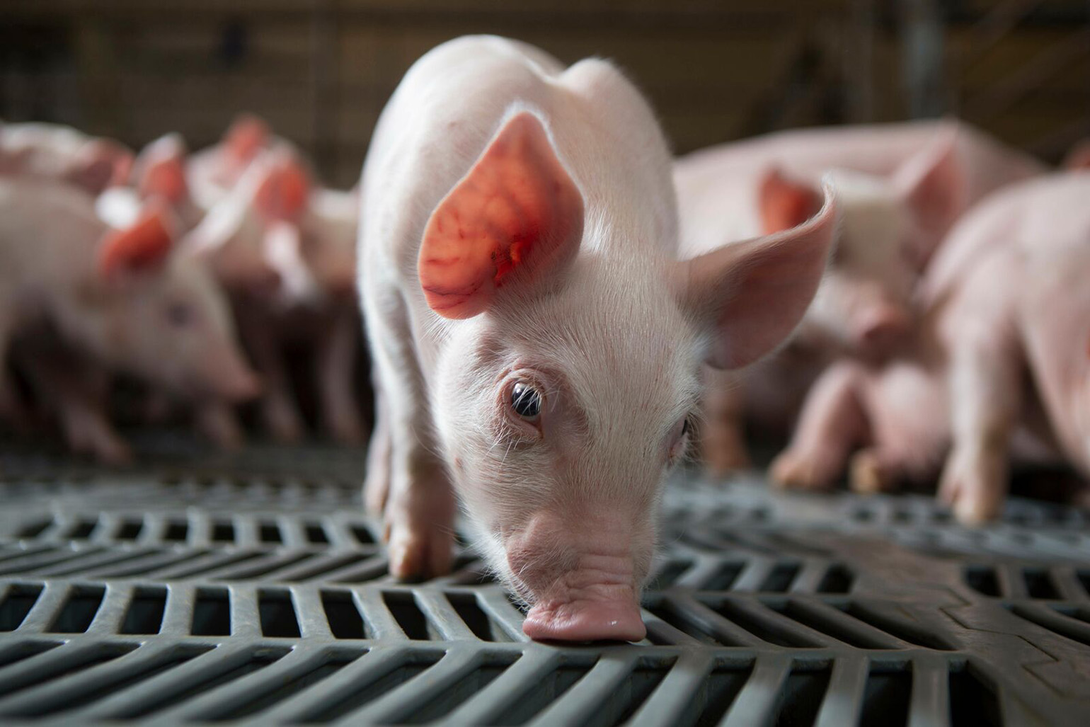 G. parasuis sequencing uncovers invasive strains in U.S. swine ...