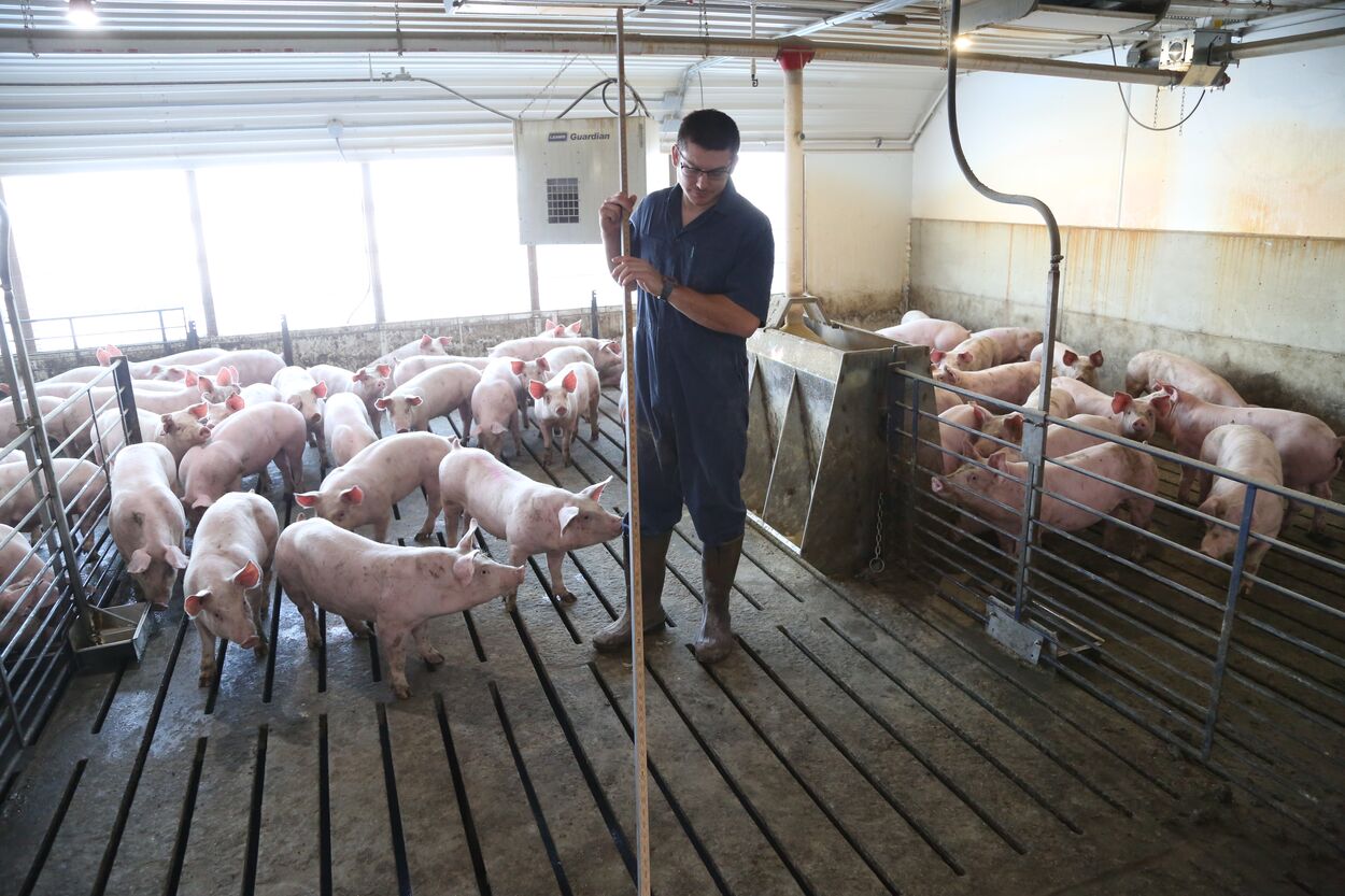 Adopt proactive strategies in treating swine manure foaming - ProSwine