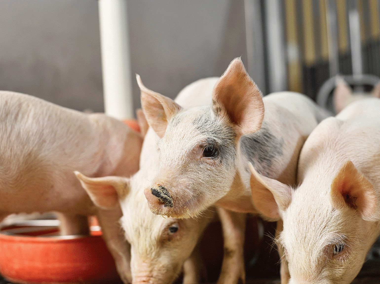 Innovation can arise from pig production adversity - ProSwine