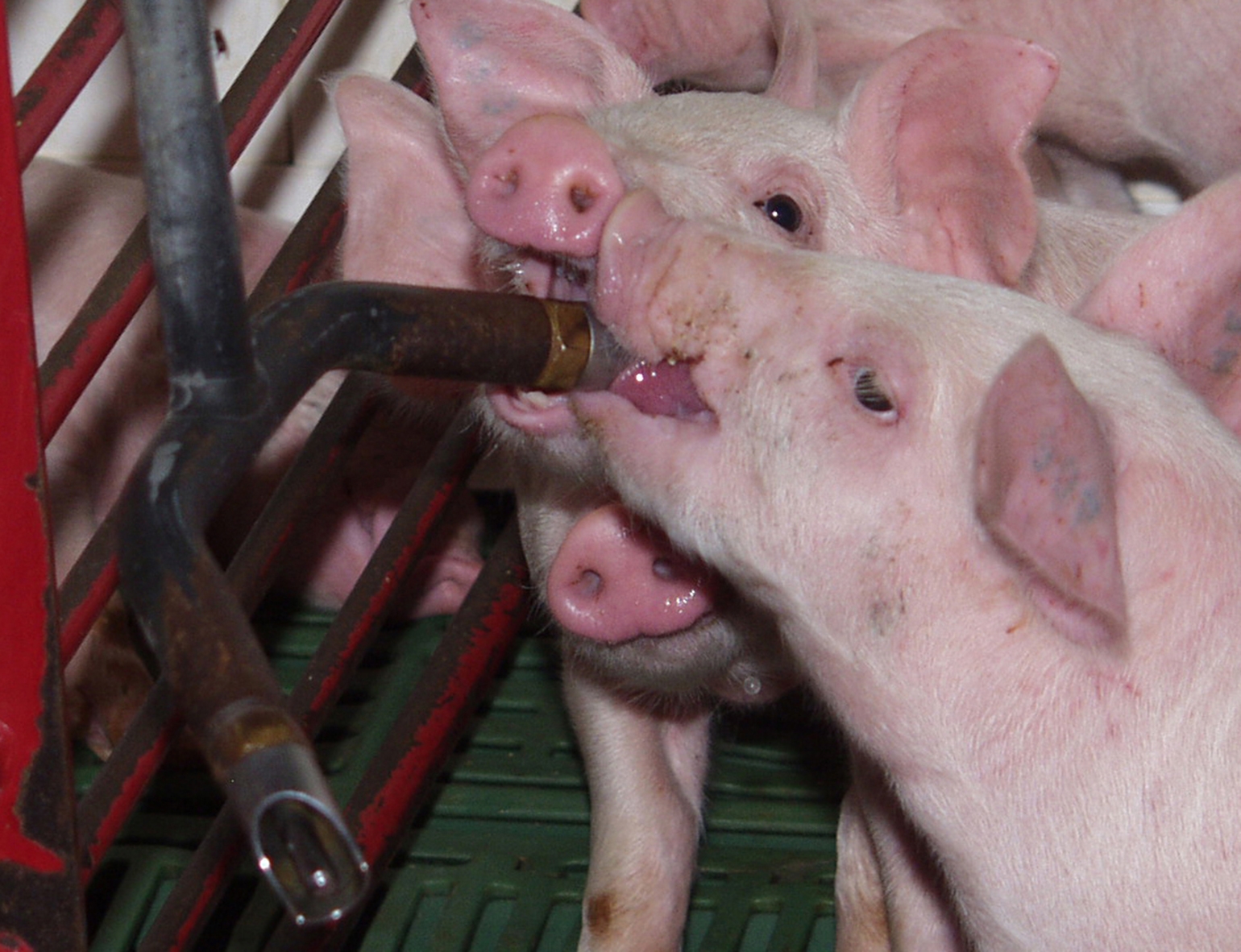 4 reasons water medications make sense for swine operations - ProSwine