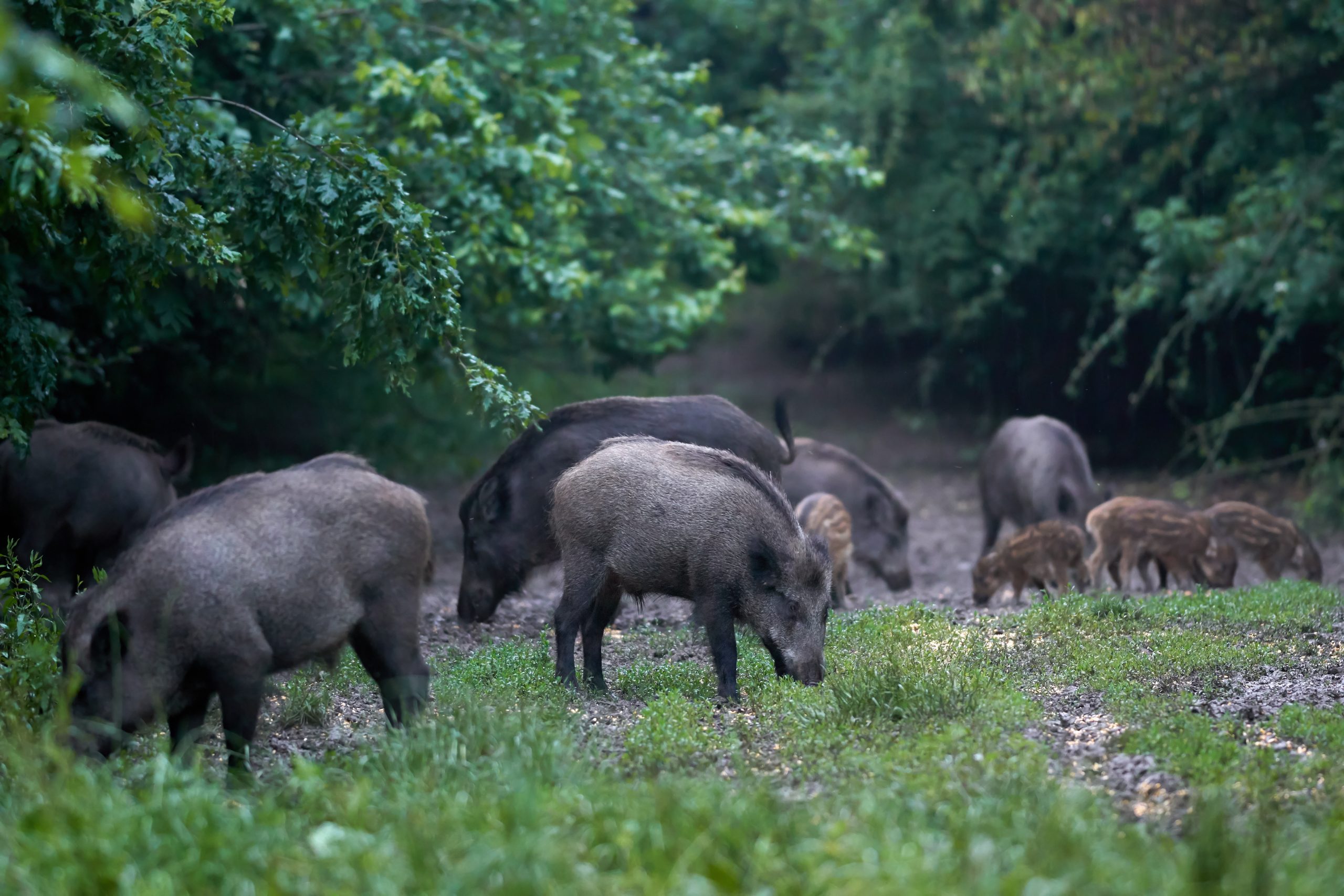 New feral hog bait garners support from Texas ag - ProSwine