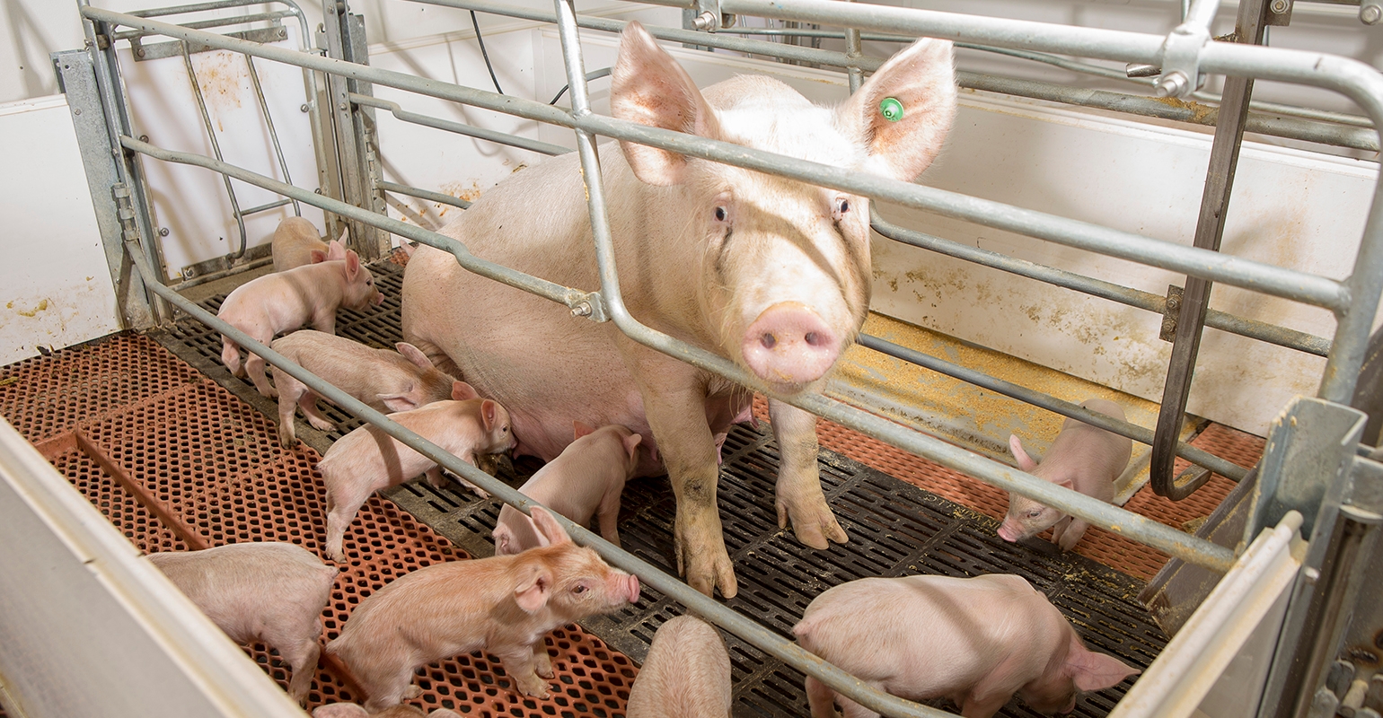 Low-nutrient diets for breeding pigs improved reproductive performance ...