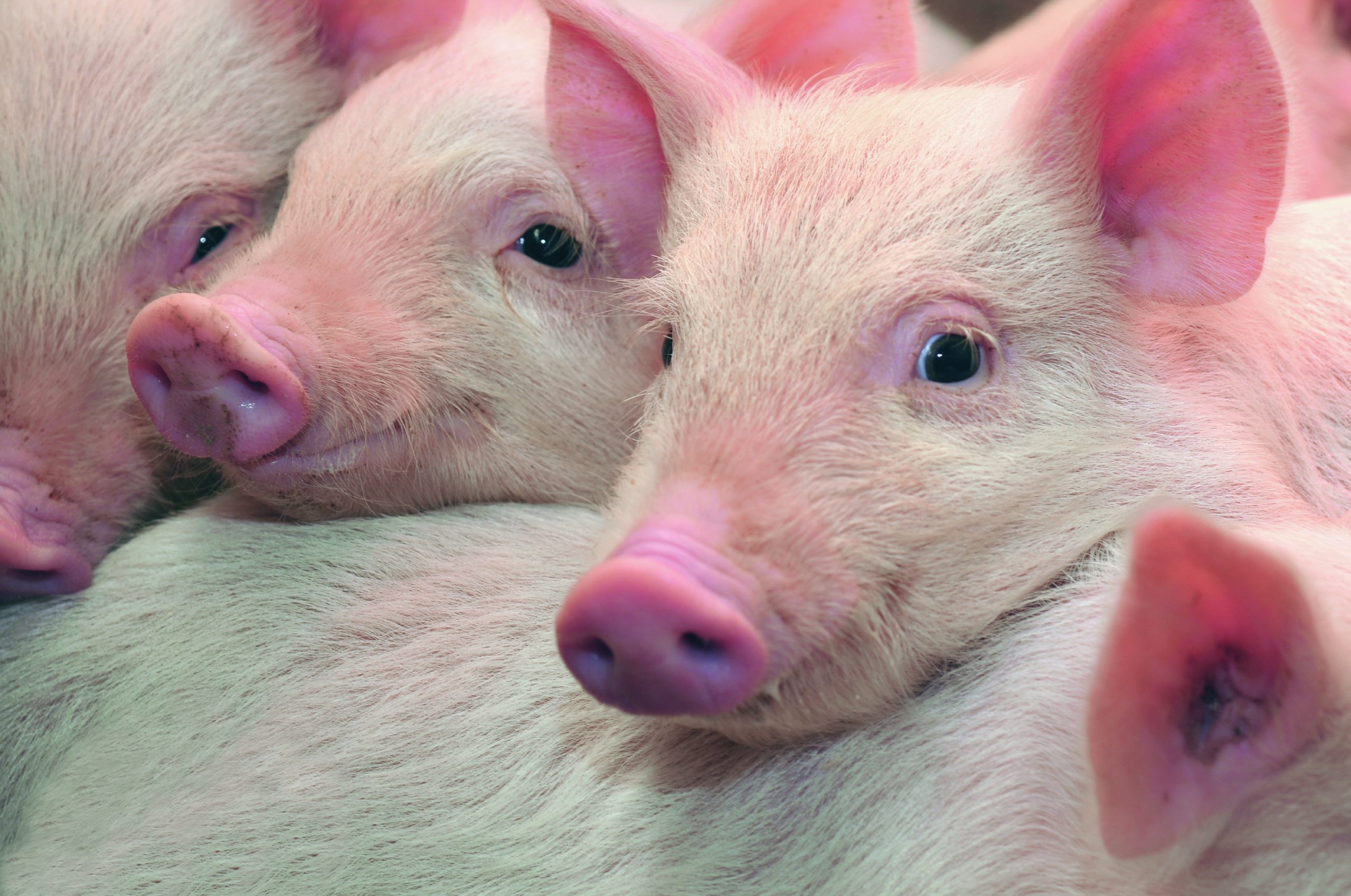Berg + Schmidt strengthens animal nutrition segment, unveils new ...