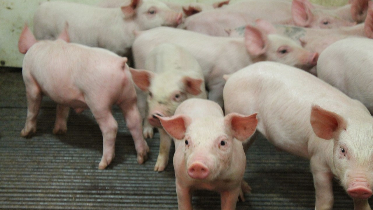 Feasibility of a UHF-RFID system to count nursery pigs - ProSwine