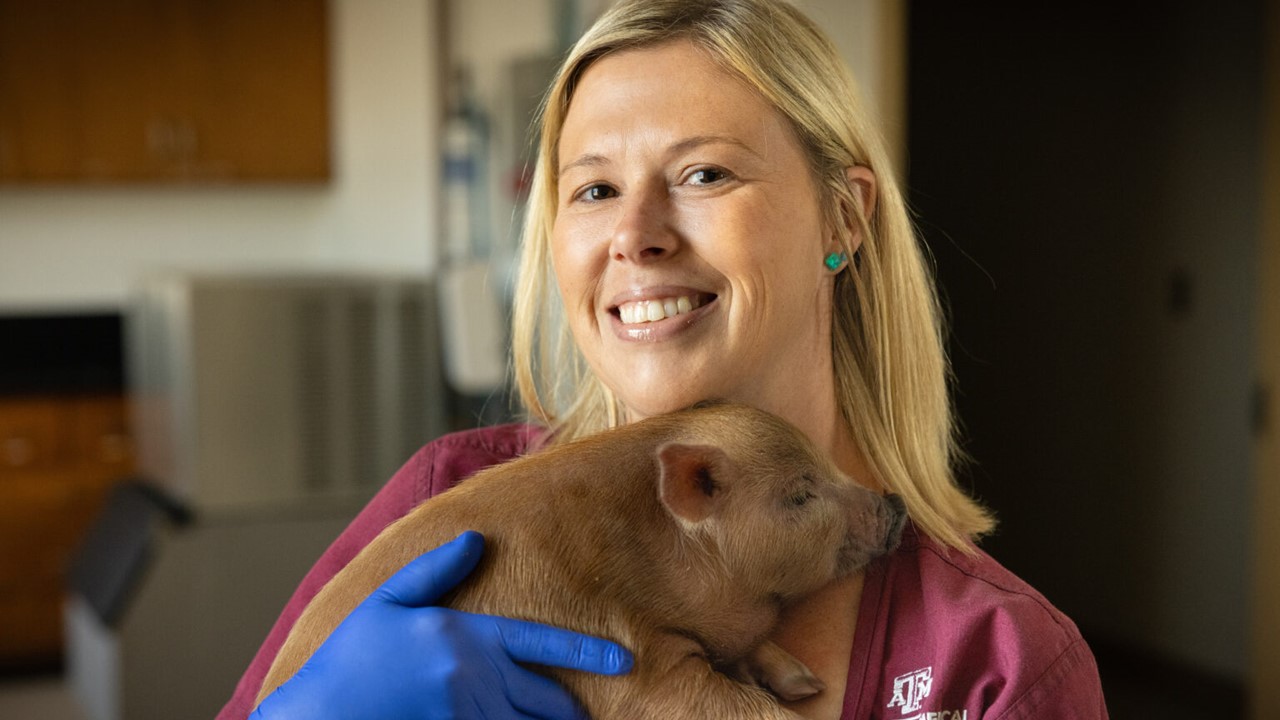 Could pigs be key to advancing skin cancer treatments? - ProSwine