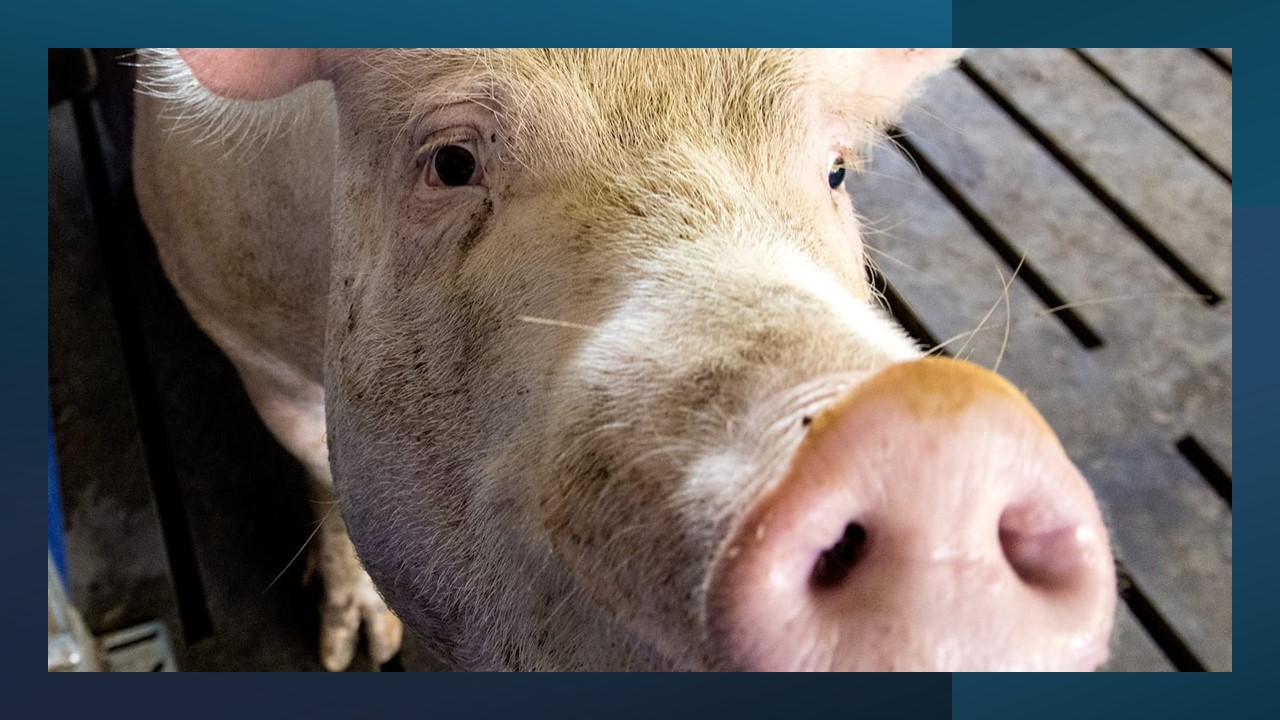 New probiotic shown to improve digestion in poultry, swine - ProSwine