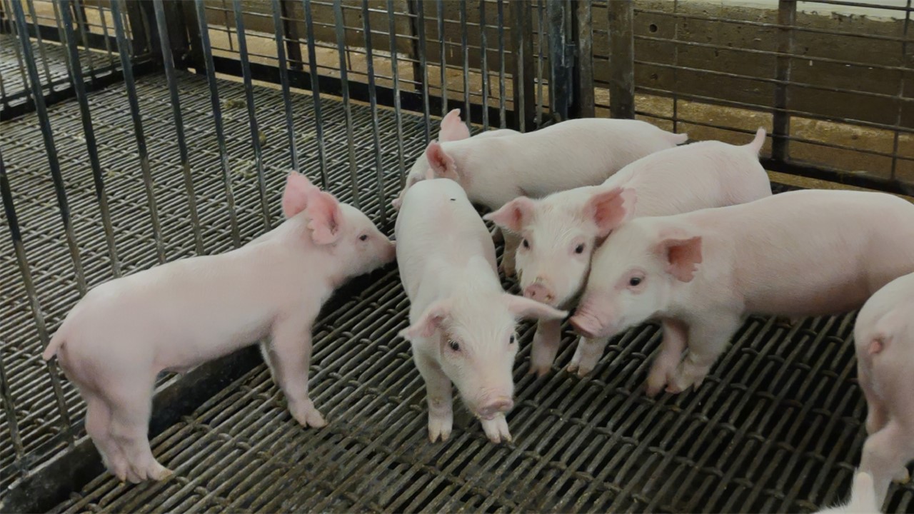 Preparation key to preventing potential swine disease outbreaks - ProSwine