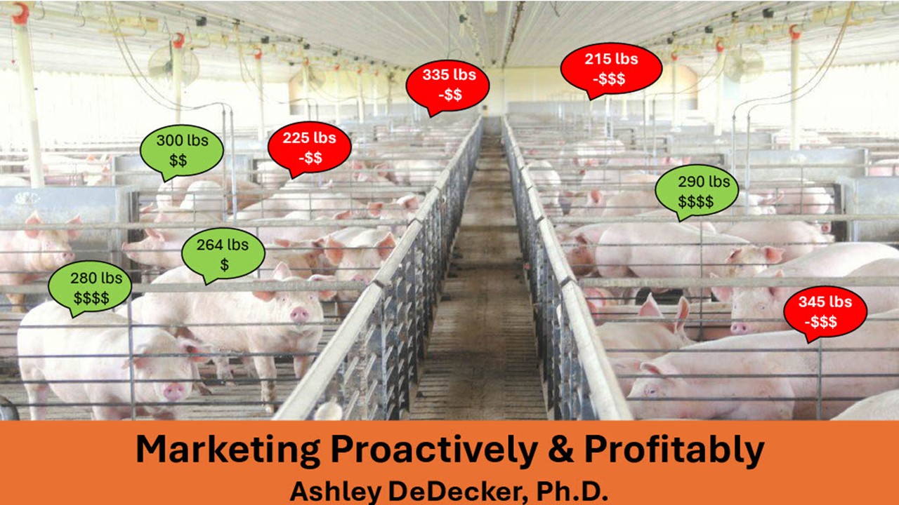 Marketing pigs proactively and profitably - ProSwine